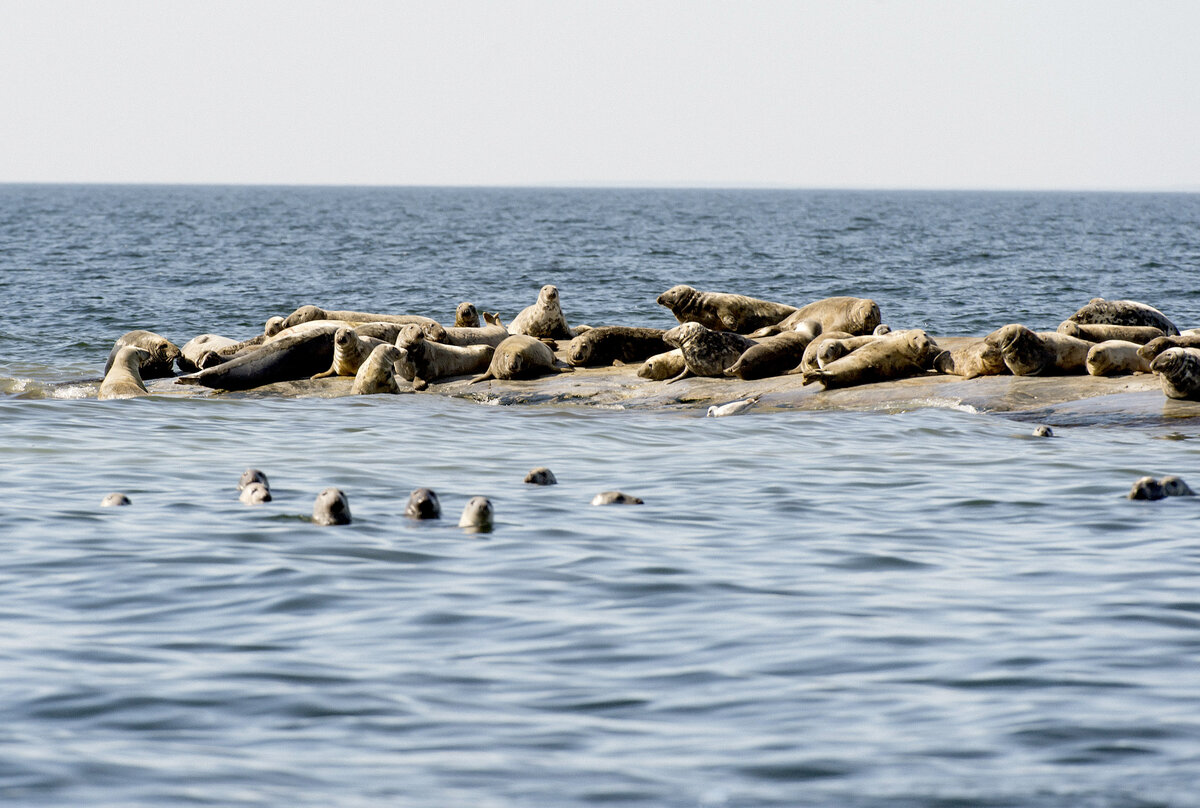 Itämeren halleissa todettu ensimmäistä kertaa Brucella-bakteeri ...