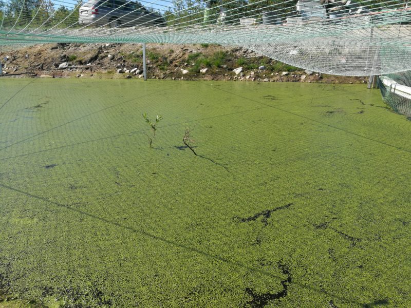 Pikkulimaskasta havitellaan uutta lähdettä kalanrehulle - Uutiset - Aamuset