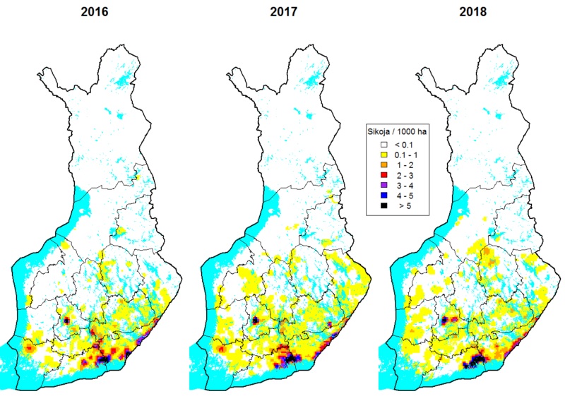 Suomen villisikakannan kasvu taittunut - Uutiset - Aamuset
