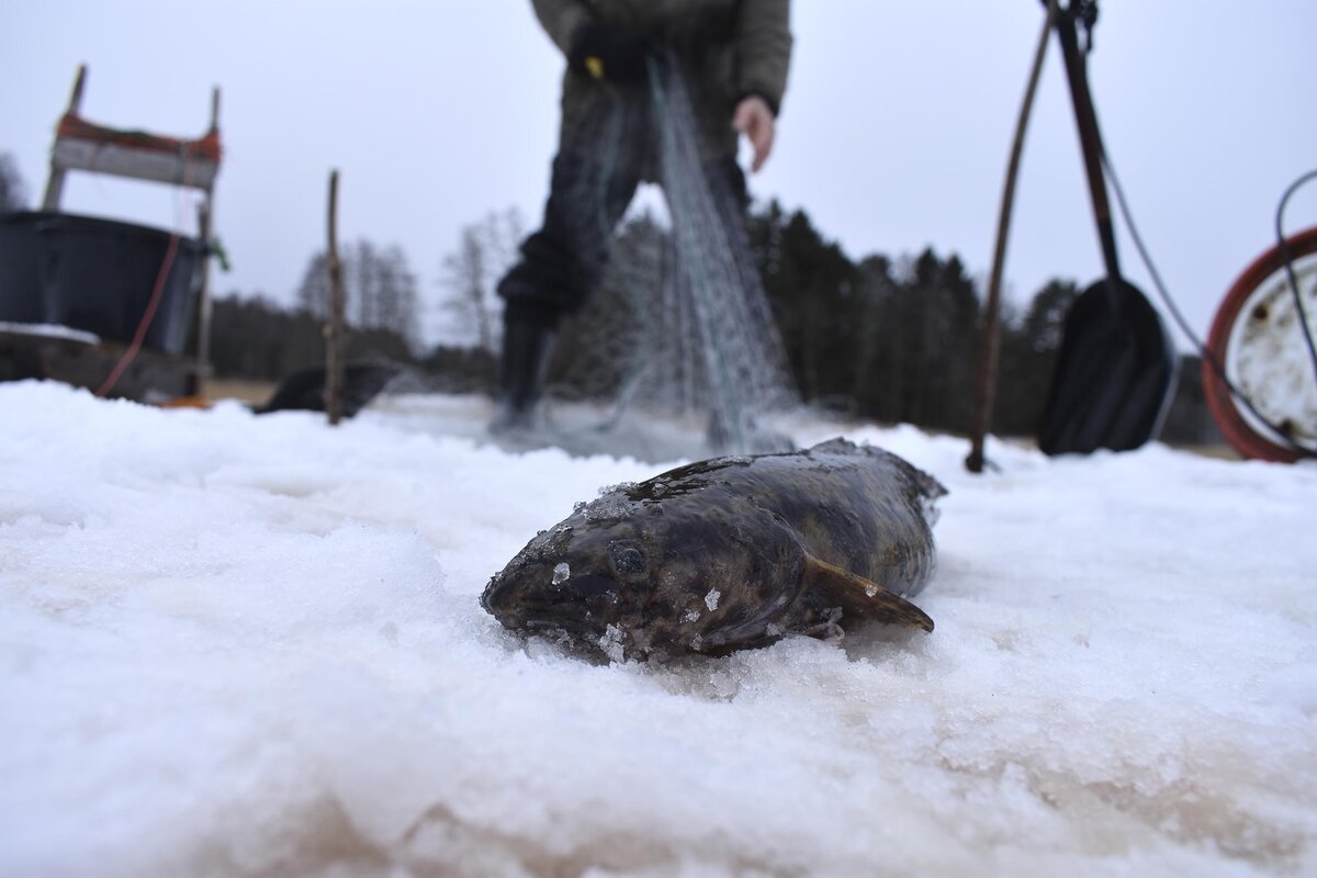 Talvi on matikan sesonkiaikaa - Maku - Aamuset