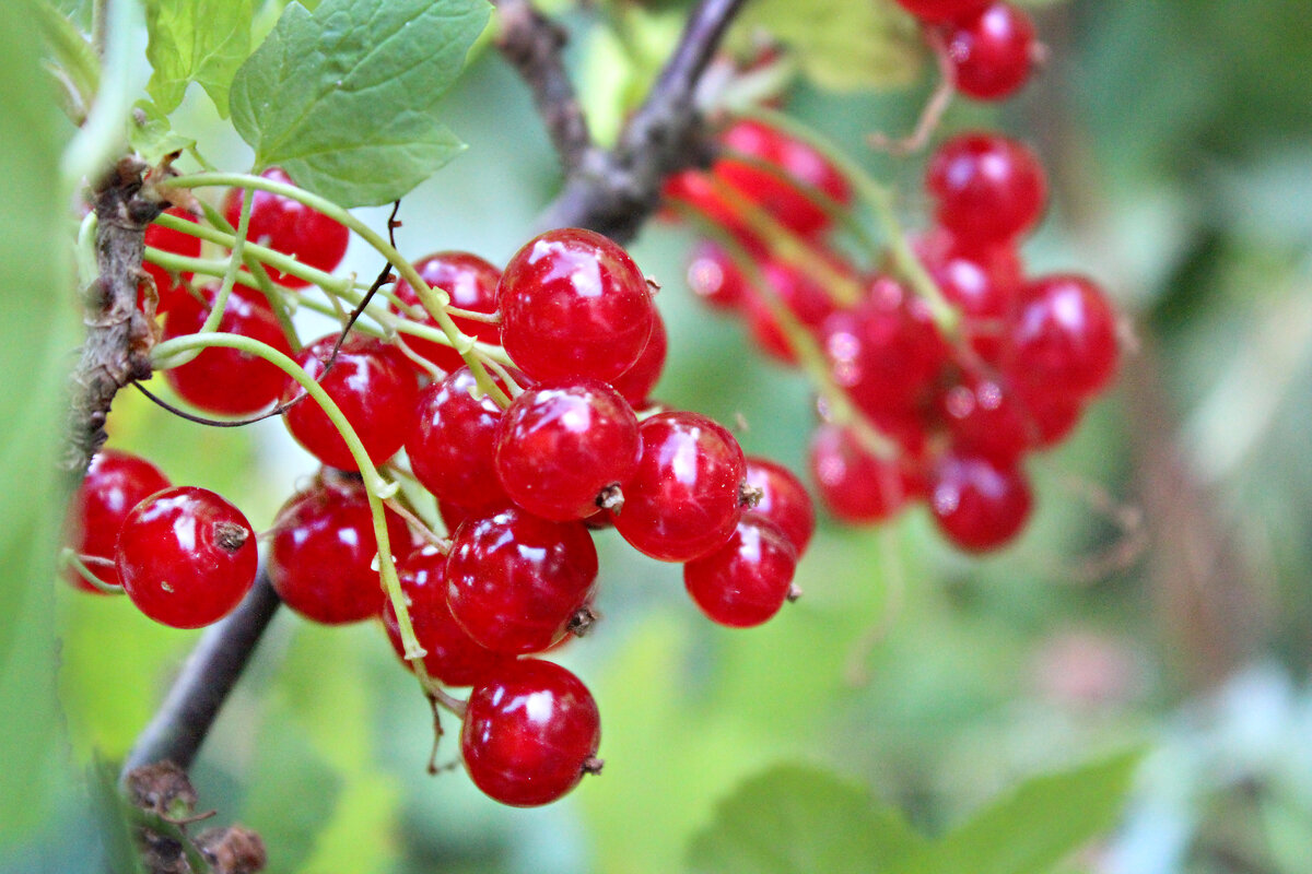 Satokauden kypsä punaherukka - Maku - Aamuset