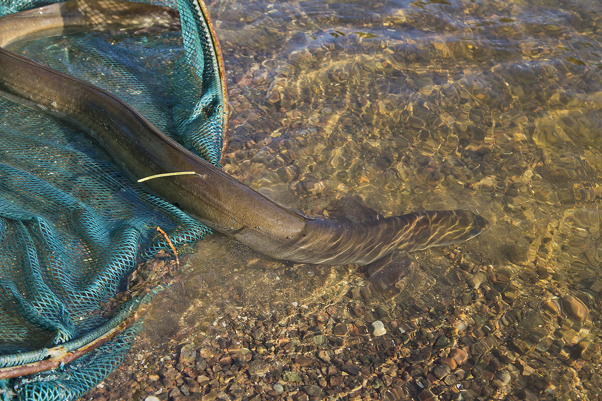 Rauhoitetun ankeriaan pyynti voi tulla kalliiksi - Uutiset - Aamuset