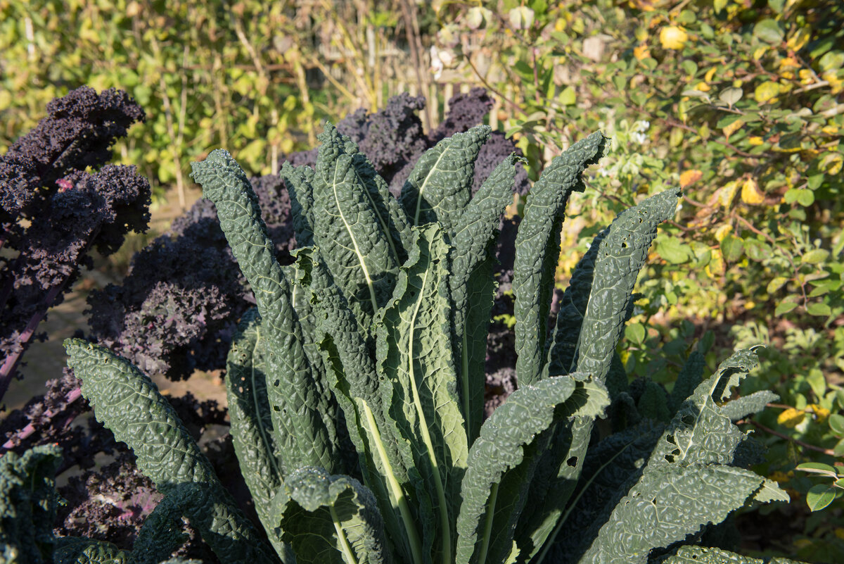 Lehtikaalin tuhdimpi tumma serkku - Maku - Aamuset