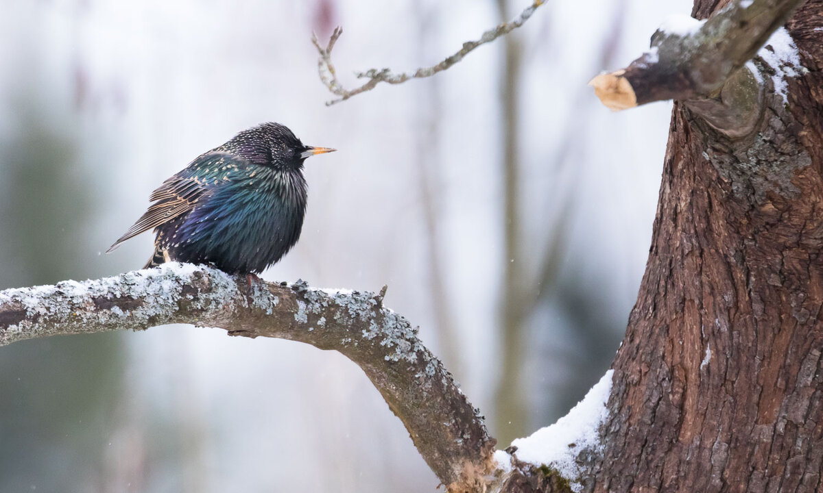 Alkukevät lintujen kevät - Uutiset - Aamuset