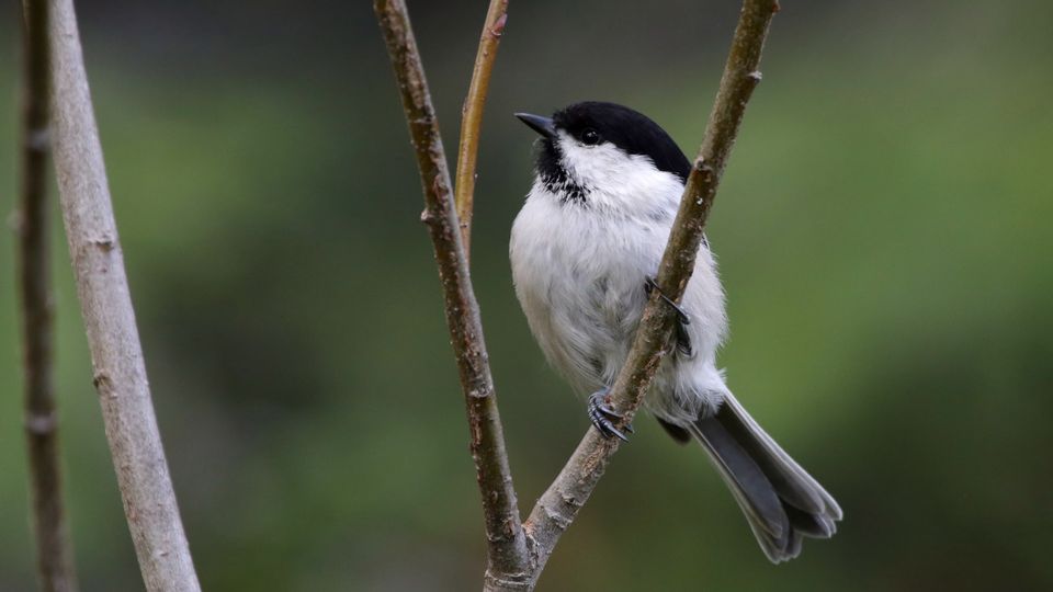 Metsähakkuut hömötiaisten vähenemisen suurin syy - Uutiset - Aamuset