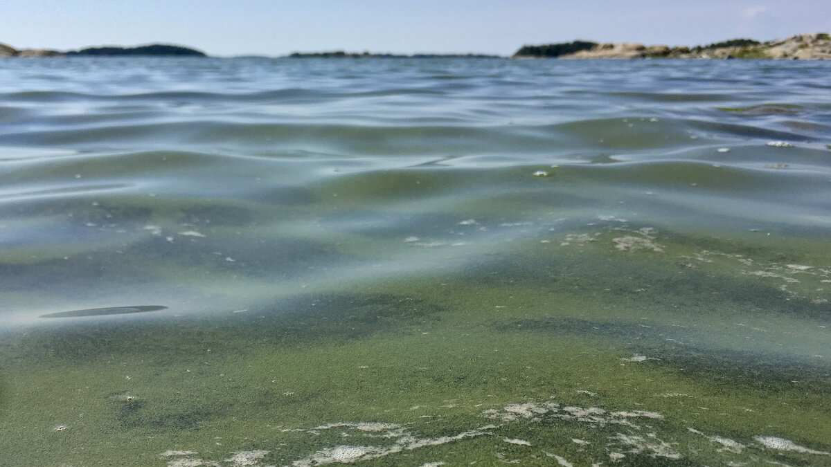 Saaristomerellä jo runsaasti sinilevää - Uutiset - Aamuset