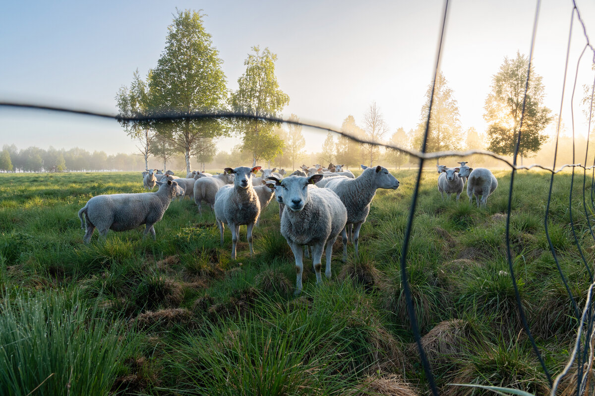 Kotimainen lammas on arvovalinta - Maku - Aamuset